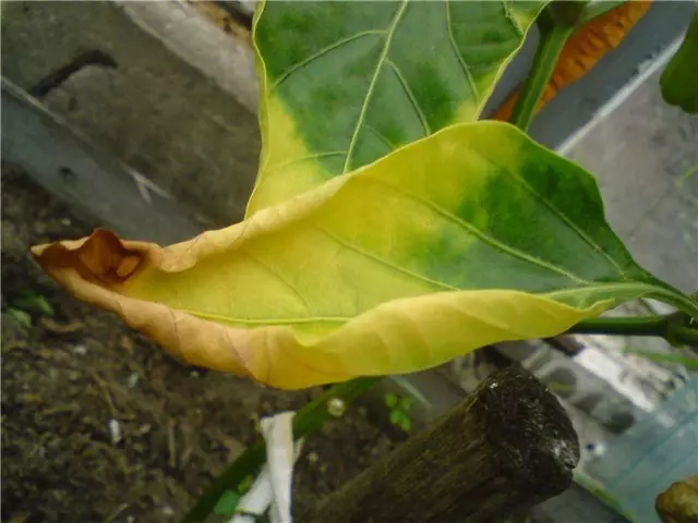 Žlutá pepř listí