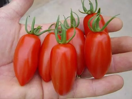 Aussehen Tomatenrakete.