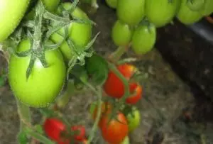 Ciri sareng katerangan rupa-rupa tomat niagara, ngahasilkeunna