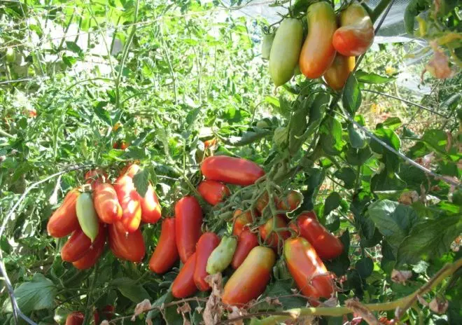 Raketa rajčice u vrtu