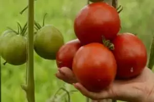Priskribo de la tomata tomato Lipetsky, karakterizaĵoj de kreskado kaj zorgo