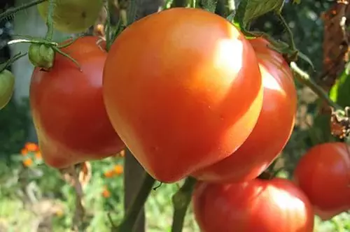 Abakan rozkolora tomato en la ĝardeno