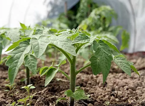 Tomaten Seedlings yn Greenhouse