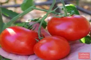 Opis rajčice Zhorik-regija rajčice, rastuće i žetve