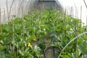 Kako raste in skrbeti za bučke v zelenem rastlinjaku