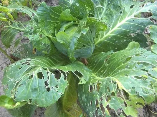 Indwara kuri Cabbage