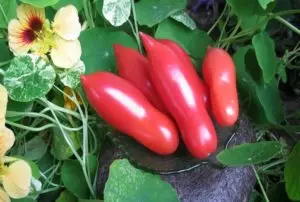 Característica y descripción de la variedad de Tomatasa Kazanova, su rendimiento.