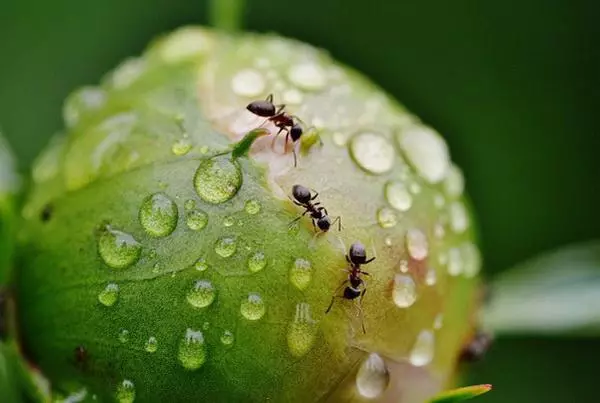 myrer på peonies.