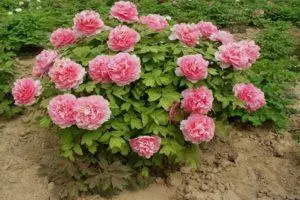 Peonies барои зимистон, мубориза, паноҳгоҳ, паноҳгоҳ ва коркард тайёр кунед