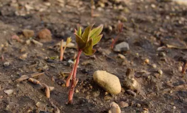 Peony Sprouts.