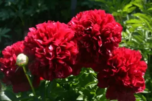 Descripció i característiques del lloc de la gràcia de Peony Red, creixent i cura