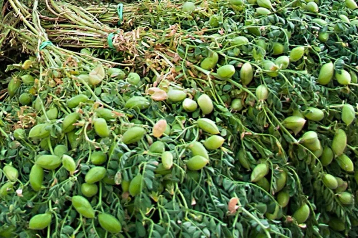 土耳其豌豆