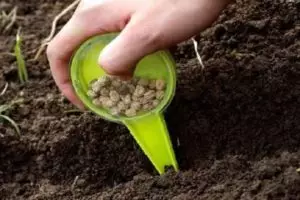 كيف ومتى وضع البازلاء في البذور في الأرض في الهواء الطلق