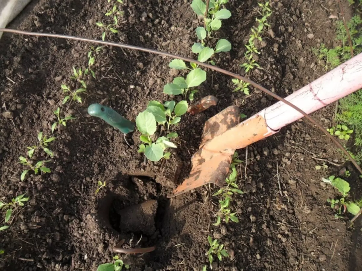 Cavolo scavando in giardino