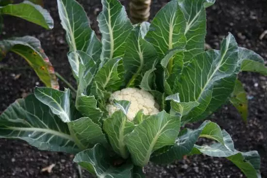 La coliflor creix al jardí