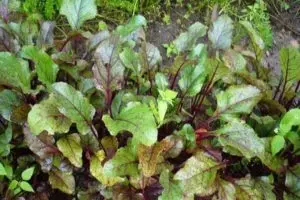 Why the beets blush leaves and and what to do