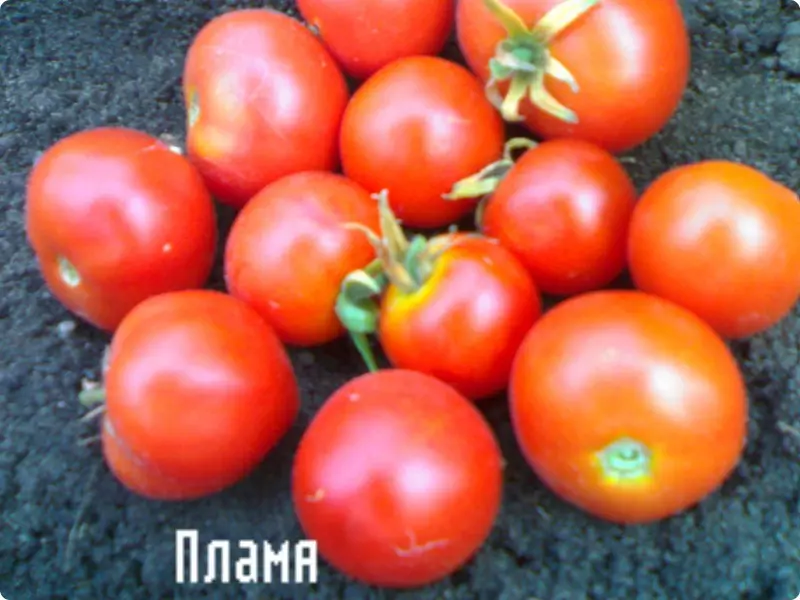 Ymddangosiad fflam tomato