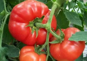 Karakteristisk og beskrivelse af forskellige tomats første klasse, dets udbytte