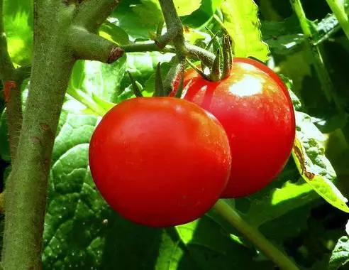 Tomato Snegir