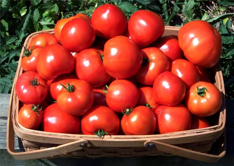 Illich f1 tomato.
