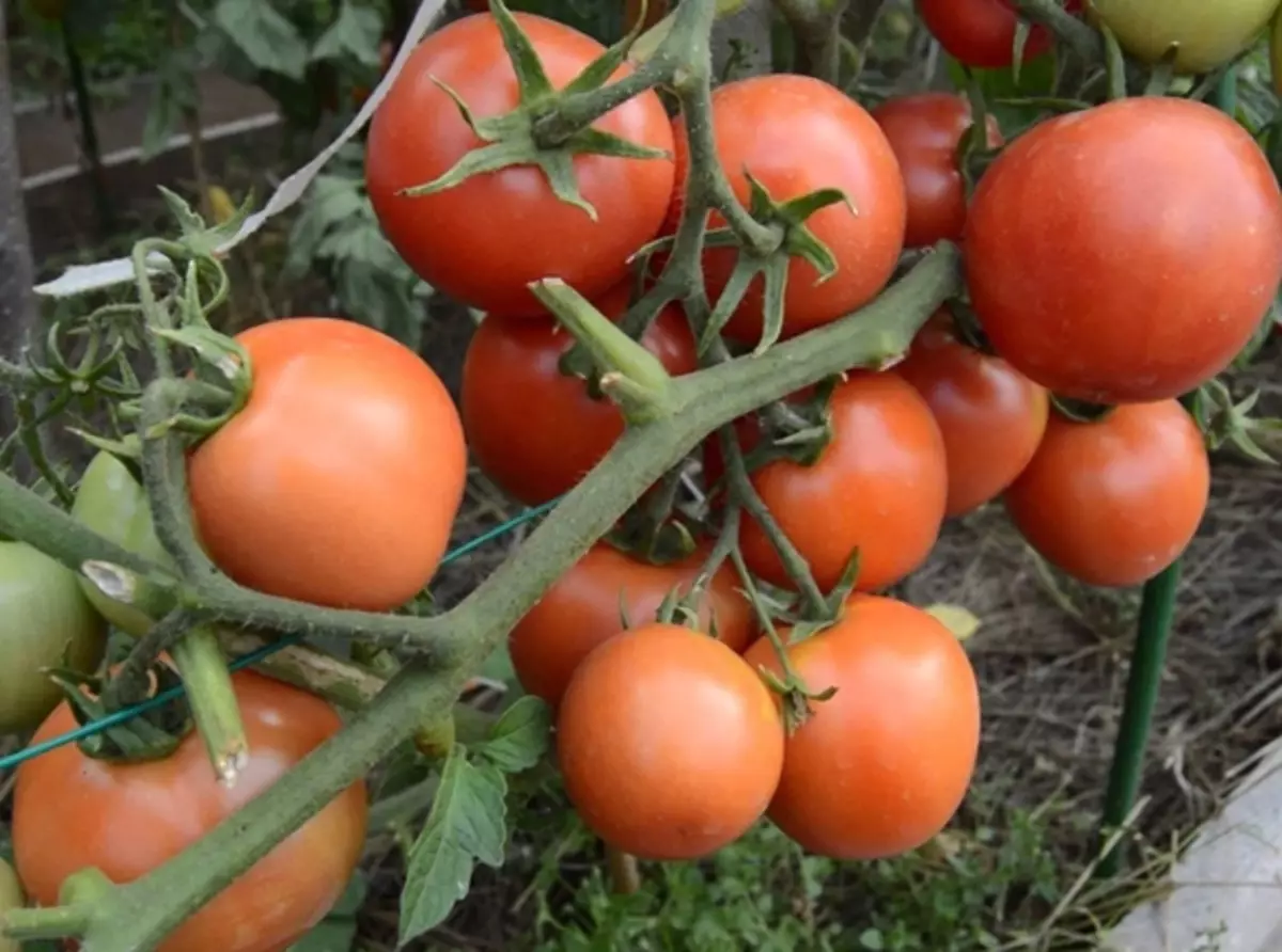 Tomato yamal