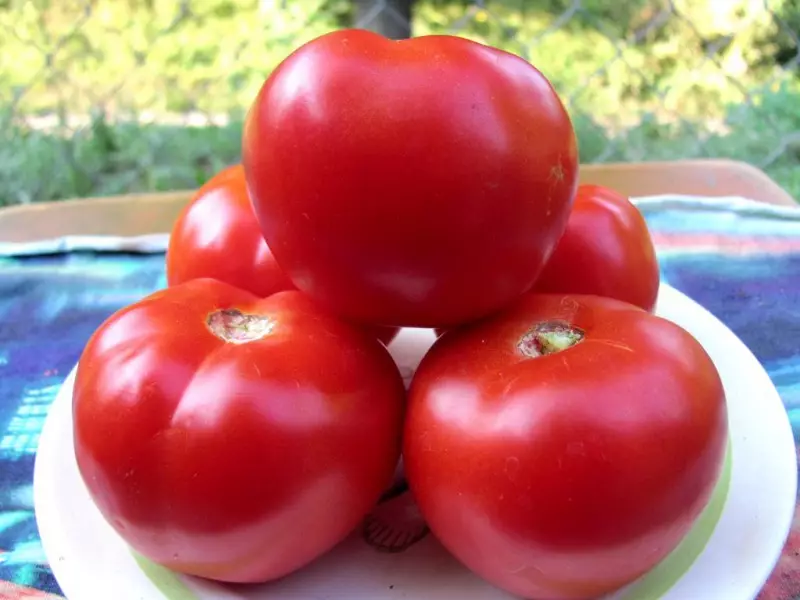 Ural F1 Tomato