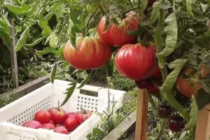 En iyi, tatlı ve hasat büyük domates