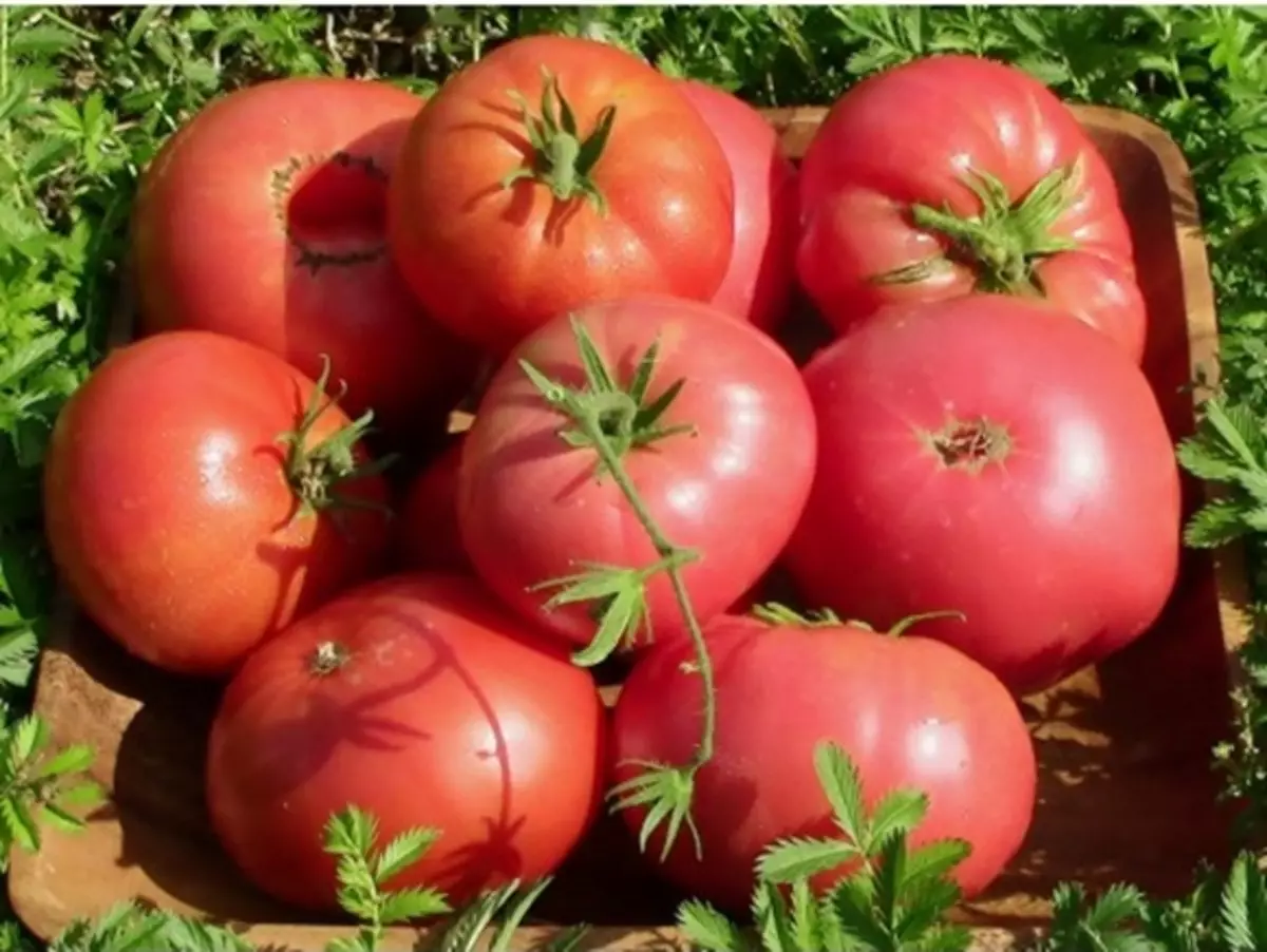 Boikhohomoso ba Siberia Tomato