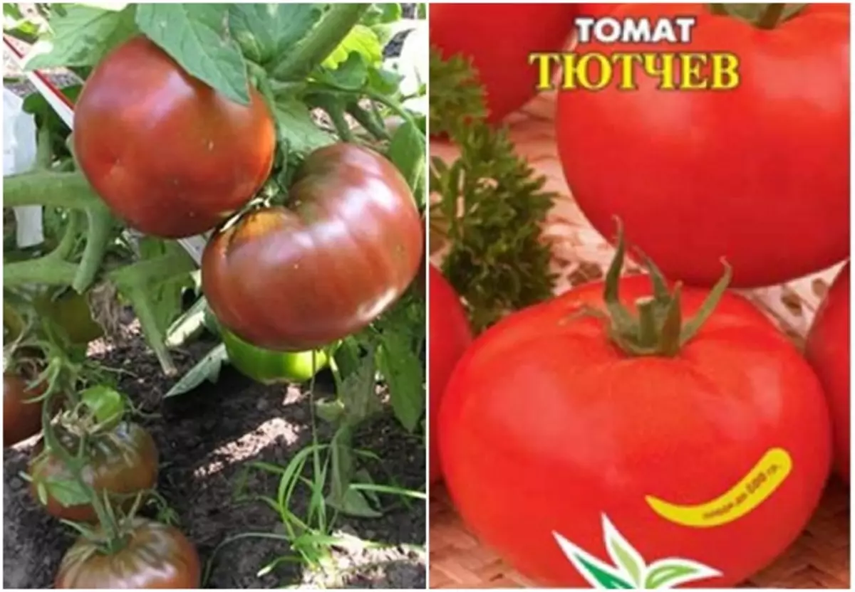 Tyutchev pomidorai.
