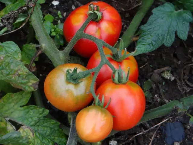 Tomato Arctica