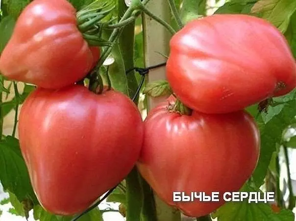 Pomidorų bulių širdis ant sodo