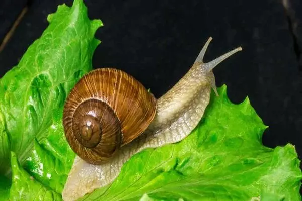 Snail վնասատու
