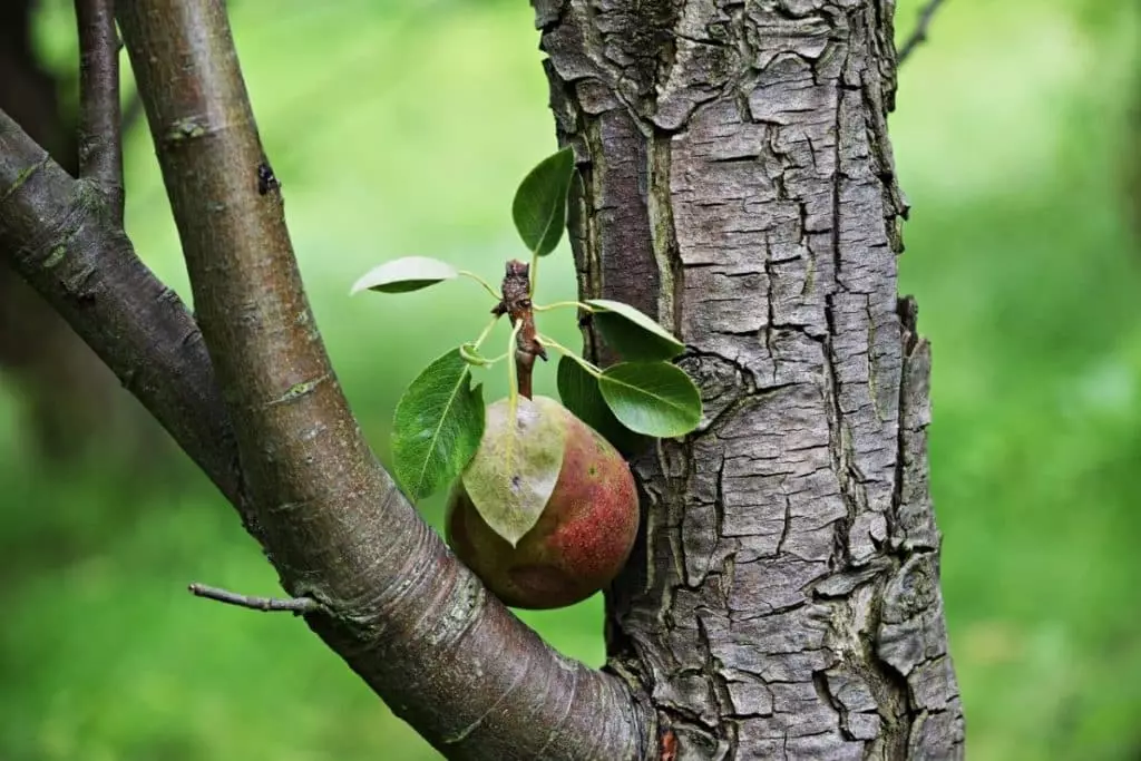 កុំបង្កើតផ្លែ pear
