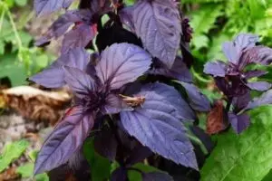 Ciri-ciri berguna dan kontraindikasi ungu Basil untuk badan, penggunaan dan pelbagai