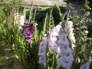 Noteikumi par Gladiolus aprūpi pēc ziedēšanas un notikumu datumiem, uzglabāšanai spuldzes