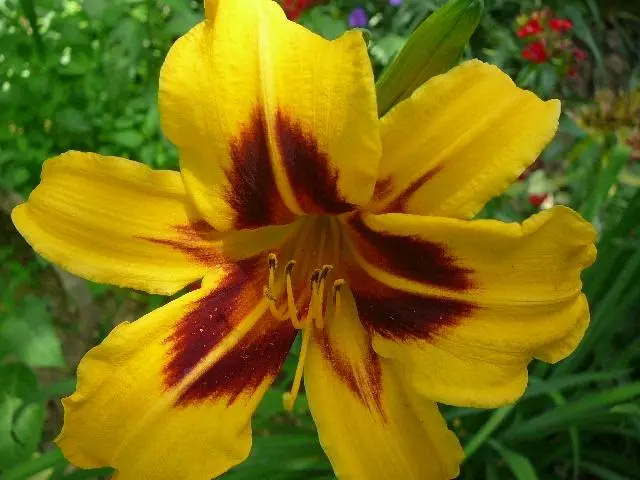 Lily di taman