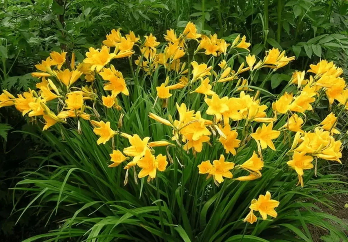 Blomster på blomsterbed