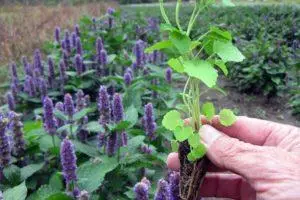 Nuttige eigenskippen fan 'e Lofanta Anise, lâning en soarch yn' e iepen grûn