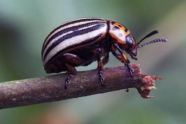 Käfer auf einem Zweig