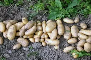 Kelas kentang sing paling apik lan ultrafast kanggo ndharat ing Belarus lan deskripsi kasebut