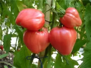 Palju rasva tomati iseloomulik ja kirjeldus, selle saagis