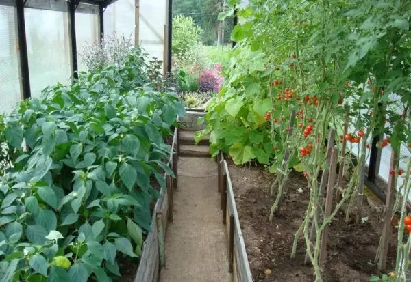 Слатка пиперка домат во стаклена градина