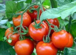 Charakteristesch an Beschreiwung vum Tomate Tomato F1, säi Rendement