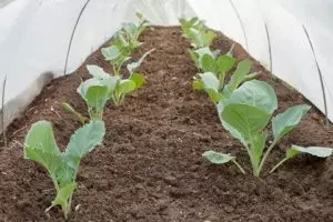 如何在开放的土壤和温室中生长和照顾白菜