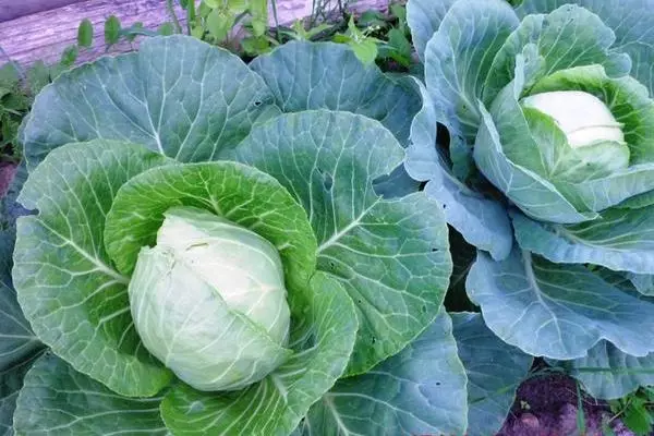 Cabbage growing