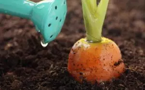 Wat om wortels korrek te voed vir groei in oop pas folk remedies