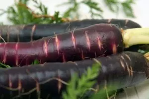 Ciri-ciri berguna dan penanaman wortel hitam