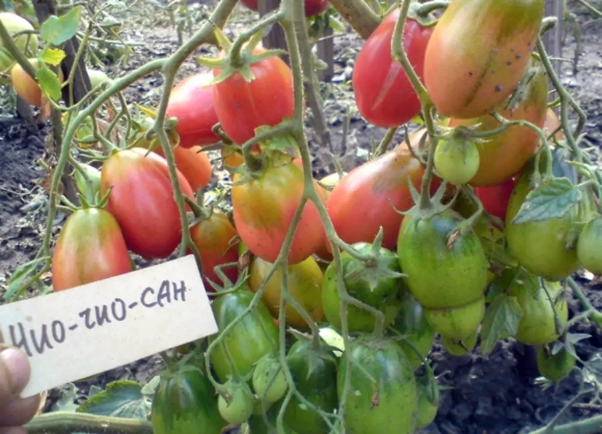 Bağdakı pomidor chio chio san