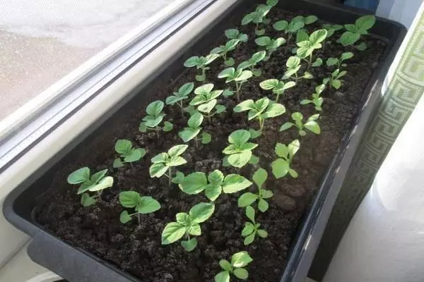 Seedlings op der Windowsill