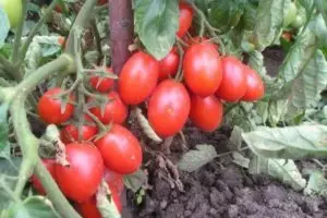 وصف الطماطم الطماطم الطماطم، ميزات النمو والرعاية